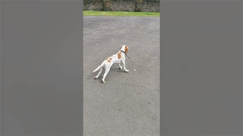 Excited Cocker Spaniel Has Fainting Goat Syndrome Viralhog Youtube
