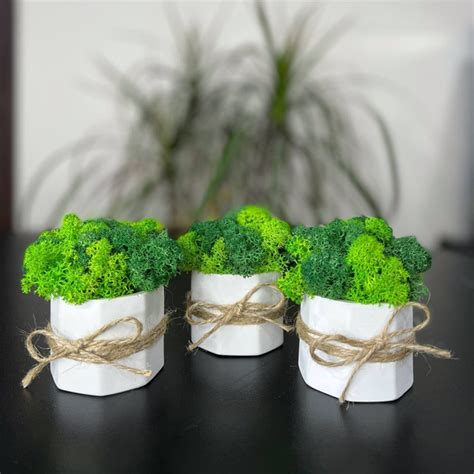 Набір із білих кашпо ручної роботи зі стабілізованим мохом мікс зелений