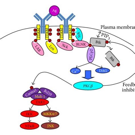 Signal Integration Following Bcr Engagement Schematic Of Distal