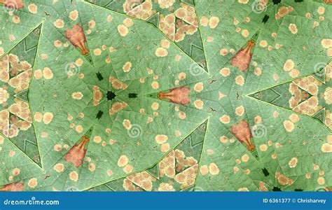 Odd Leaf Pattern Texture 4 Stock Image Image Of Botany 6361377