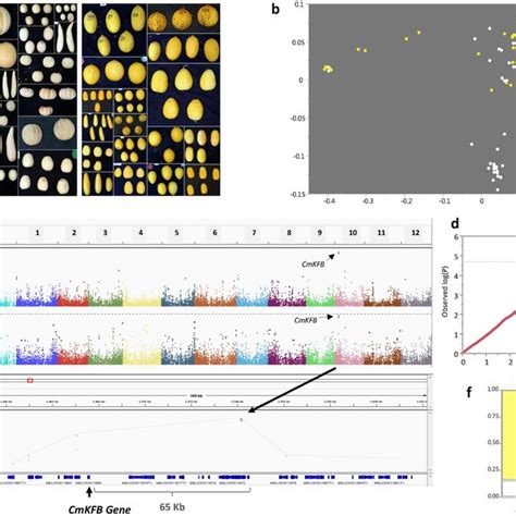 Mapping Of Flower Sex Expression A Examples Of Monoecious Right