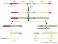 Lecture 36 RNA Processing Flashcards Quizlet