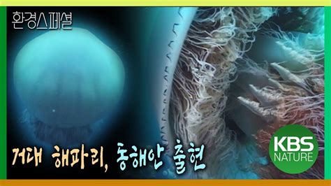 거대 해파리 동해안 출현 [환경스페셜 해양생태보고 바다산맥] Kbs 19990804 방송 Youtube