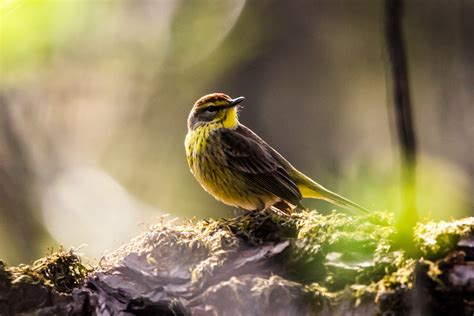 Spotting Warblers During Spring And Fall Migration — Birdyyy