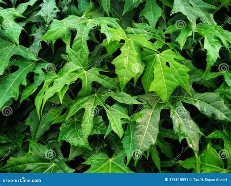 Cnidoscolus Aconitifolius Commonly Known As Chaya Tree Spinach Or