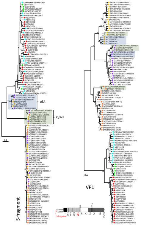 Maximum Likelihood Ml Phylogenetic Analysis Of S Fragment Sequences