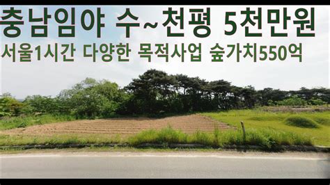 낙찰 충남임야 수~천평 공시지가 5천만원 소나무 조경수 솔잎 550억 탄소권 123만원 다양한 목적사업가능 숲야영장사업 연매출 36억 경매임야 공매임야 Youtube