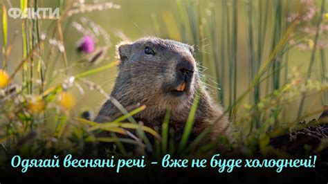 З Днем бабака привітання у віршах і картинках Life