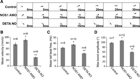 Developmental Disruption Of No Signaling Affects Locomotor Behavior A