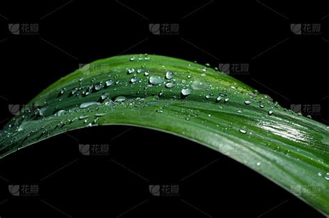 绿色的花叶和雨滴孤立在黑色的背景
