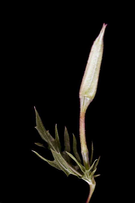 Turnerseed Cutleaf Evening Primrose Native
