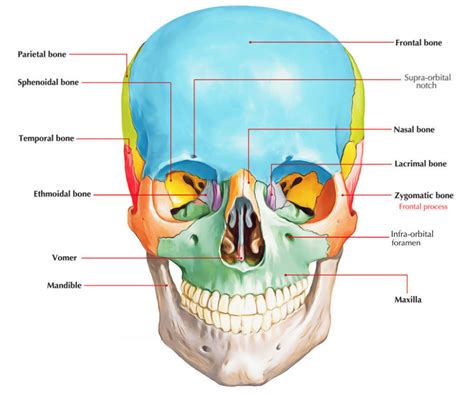 Frontal Process Of Zygomatic Bone Facial Bones Skull Anatomy Anatomy