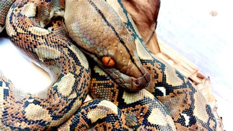 Premium Photo Python Reticulatus