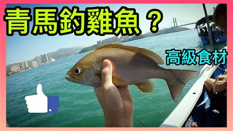 香港釣魚2020馬灣第五回大麻成艇雞魚大咬 Youtube