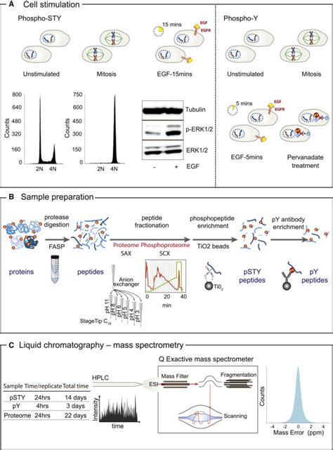 Workflow For Large Scale Phosphoproteome Download Scientific Diagram