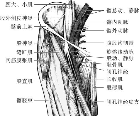 三股三角 人体解剖学 医学