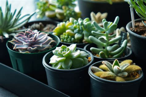 【唯一無二】塊根植物（コーデックス）の魅力とおすすめの品種を解説！ みどりのグリーン