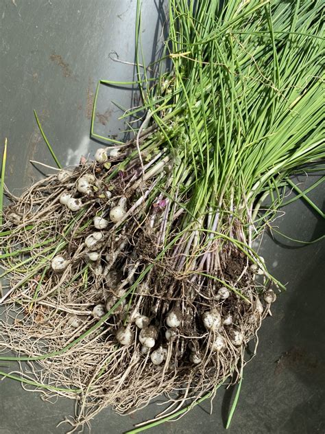 鈴木 On Twitter 埼玉県民なので草むしりしてたら見つけたその辺に生えてた草食べます