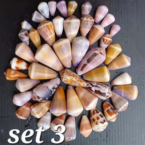 Shell Collector Etsy