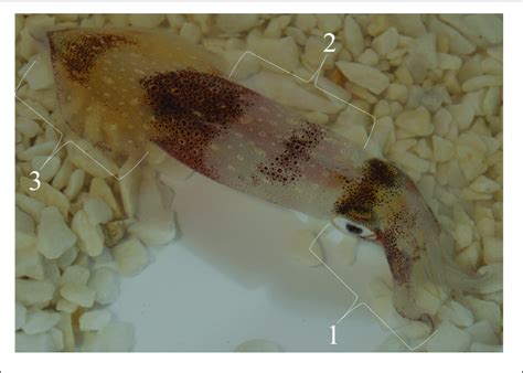 D Pealeii Mantle Length Approximately 14 Cm Expressing Disruptive