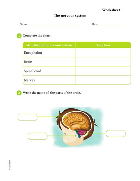 Nervous System Worksheet Structure And Function