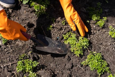 Premium Photo Planting Celery Seedlings In Greenhouse Organic Cultivation Green Gardening