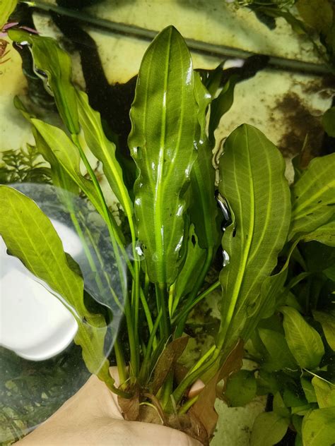 ต้นผีเสื้อซื้อ3แถม1 ต้นไม้น้ำ ไม่ต้องใช้co2 สิรินทร์ไม้น้ำ Thaipick