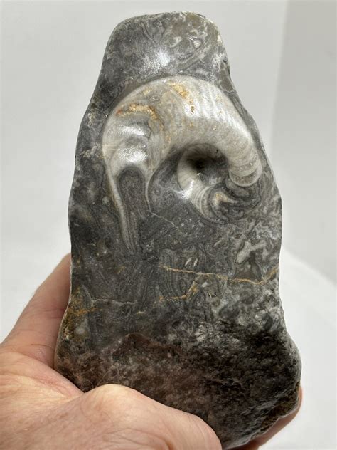 Coiled Nautiloid Carboniferous The Fossil Forum