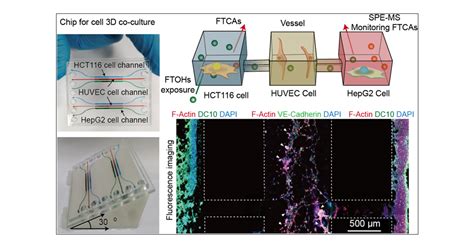 Microfluidic Chip Based Modeling Of Three Dimensional Intestinevessel