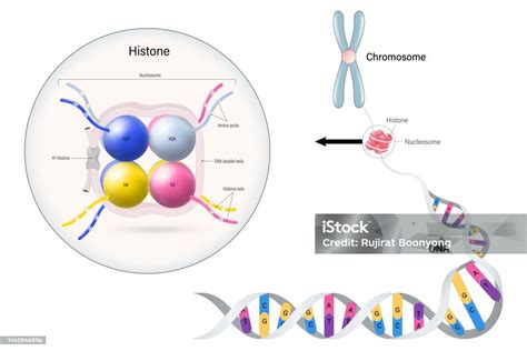 Histones Vector Histone Proteins Core Nucleosome Chromosome And Dna