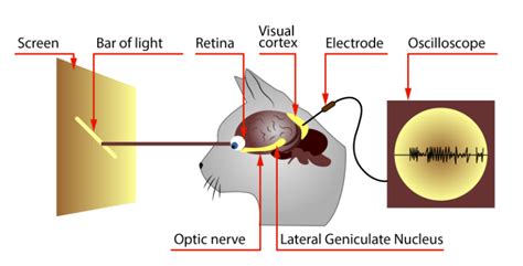 Translational Invariance Vs Translational Equivariance Towards Data Science