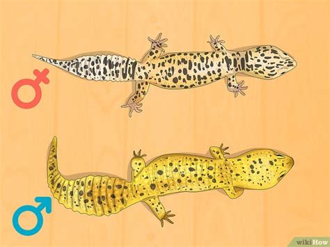 How To Sex Leopard Geckos 3 Things To Look For