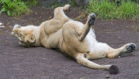 Wallpaper Lion Wildlife Switzerland Nikon Fur Big Cats Zoo