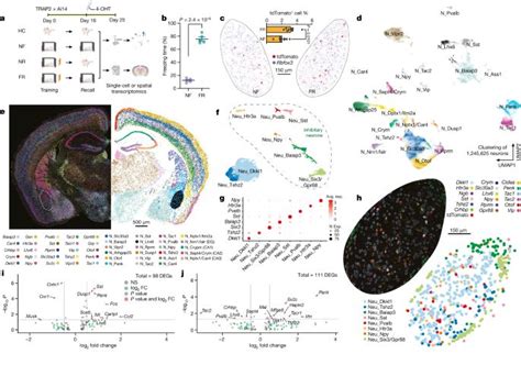 Spatial Transcriptomics Reveal Neuron Astrocyte Synergy In Long Term Memory Neurons Spatial