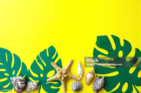 몬스테라 잎과 조개껍데기로 만든 창의적인 레이아웃 복사 공간 0명에 대한 스톡 사진 및 기타 이미지 0명 관목 나무 Istock