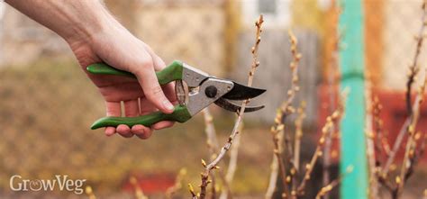 How To Plant And Prune Currant Bushes