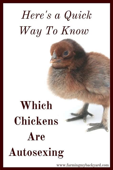 Here S A Quick Way To Know Which Chickens Are Autosexing Artofit