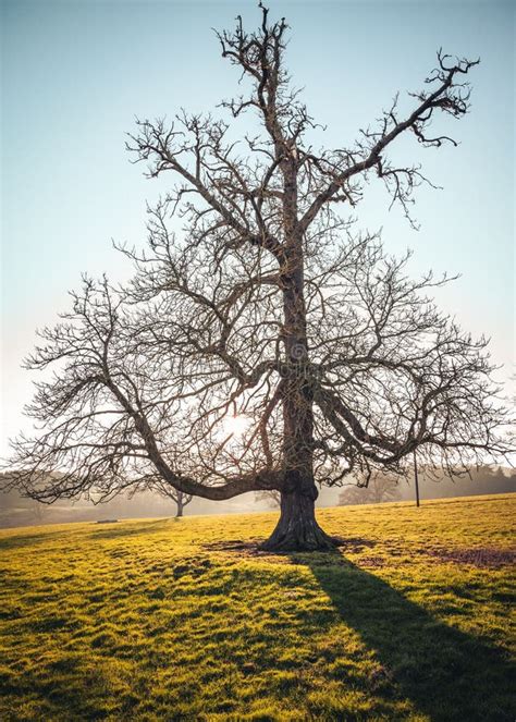 Vertical Shot Of A Lonely Naked Tree With Curvy Branches In Middle Of