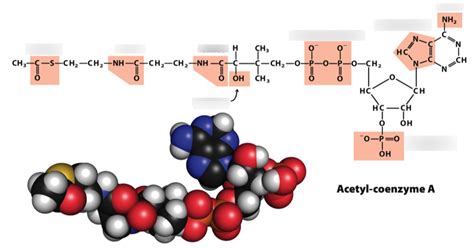 Functional Groups In Acetyl Coenzyme A Diagram Quizlet