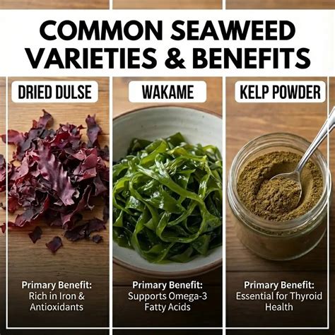 Can Dogs Eat Seaweed Is It Safe The Seaweed Co