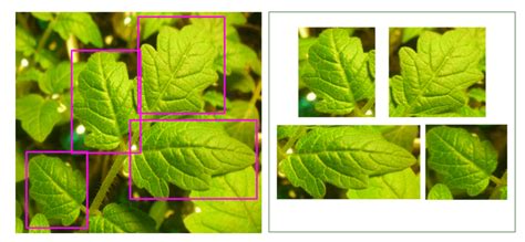An Image With Bounding Boxes And Its Cropped Leaves Download