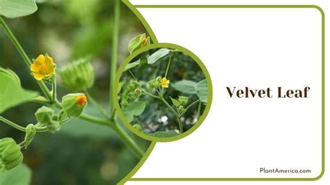 7 Plants With Velvet Leaves That Can Beautify Your Home Plant America