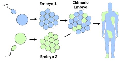 Chimera Genetics