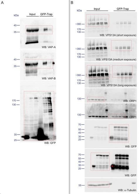 Figures And Data In Human Vps13a Is Associated With Multiple Organelles And Influences
