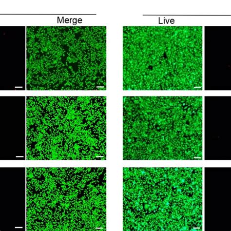 Fig S6 Hemolysis Rates Of Different Groups Scale Bar 1 Cm Download Scientific Diagram
