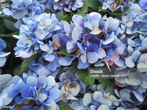 밝은 파란색과 보라색의 수국 꽃이 봄 화단에서 아름답게 피는 수국 꽃 0명에 대한 스톡 사진 및 기타 이미지 0명 개화기 계절 Istock