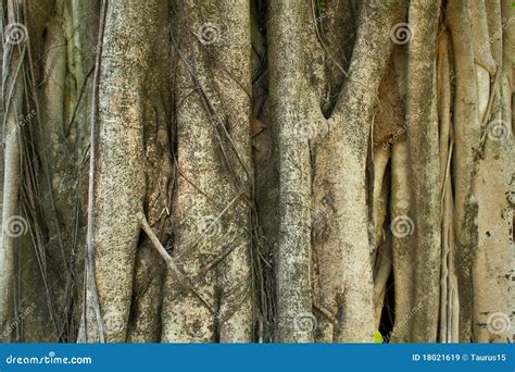 Unique Texture Rough Tree Bark Stock Image Image Of Wooden Wild 18021619