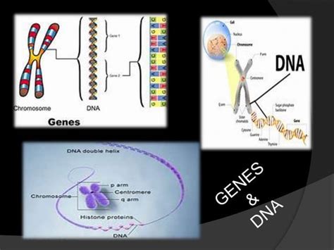 Genetic Pattern Of Inheritance Pptx