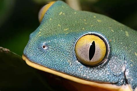 Photos The New Amphibian Tree Of Life Live Science
