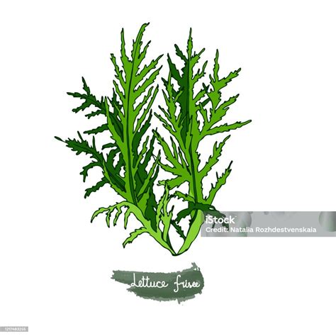 매운 허브 양상추 프리제 흰색 고립 된 배경에 식물의 색상 이미지입니다 벡터 일러스트는 손으로 그려집니다 낙서 스타일 건강한 식생활에 대한 스톡 벡터 아트 및 기타 이미지